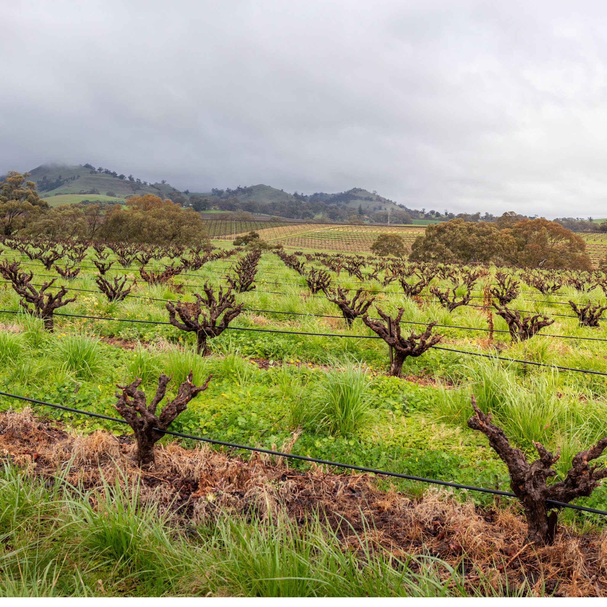 Australia’s Old Vines: One Grapevine at a Time - Dallas Wine Chick