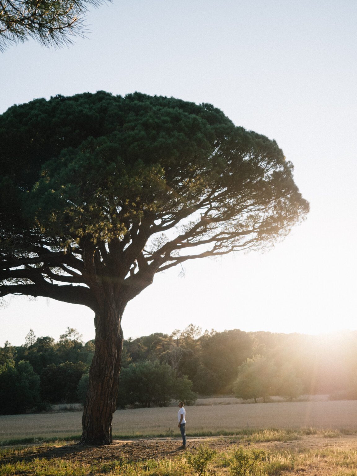 Bodegas Pinea: A Quest to Make World-Renown Wines - Dallas Wine Chick