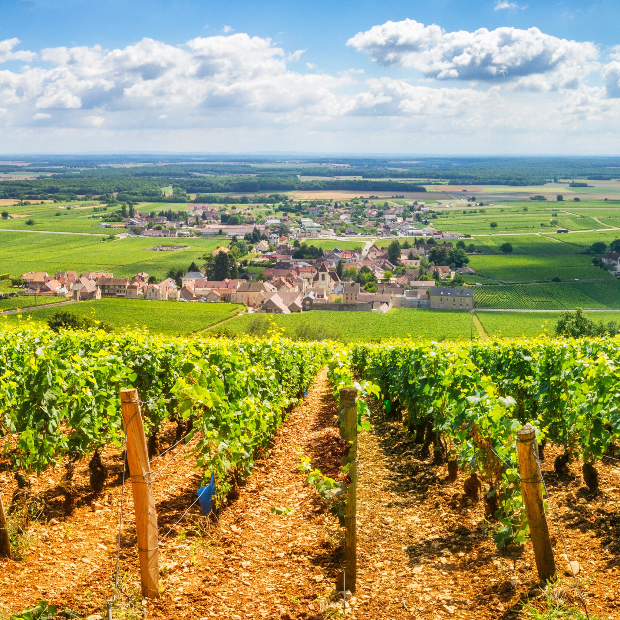 Bourgogne: New Generation, New Sense of Identity - Dallas Wine Chick
