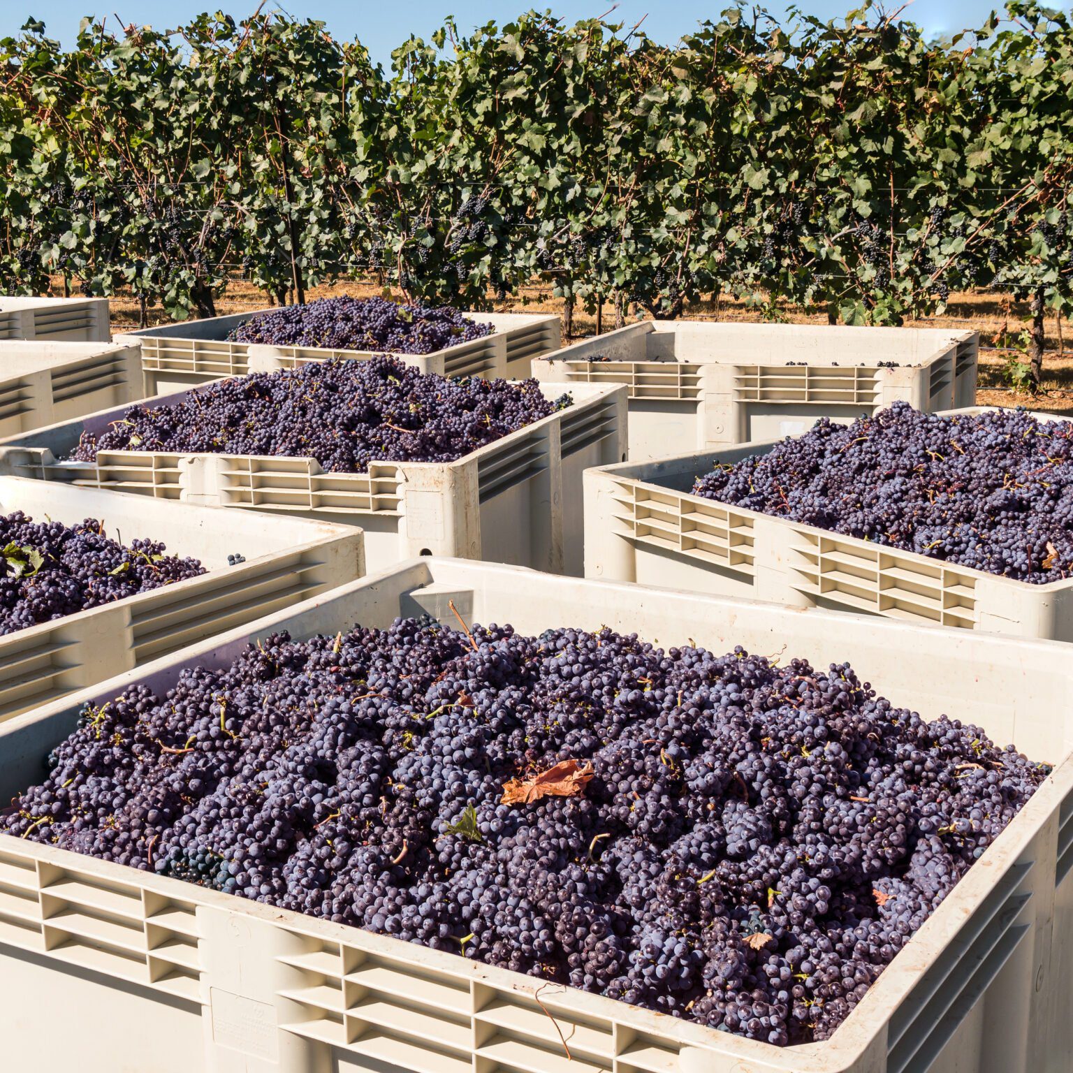 The Story of Cristom Vineyards is One of Connection