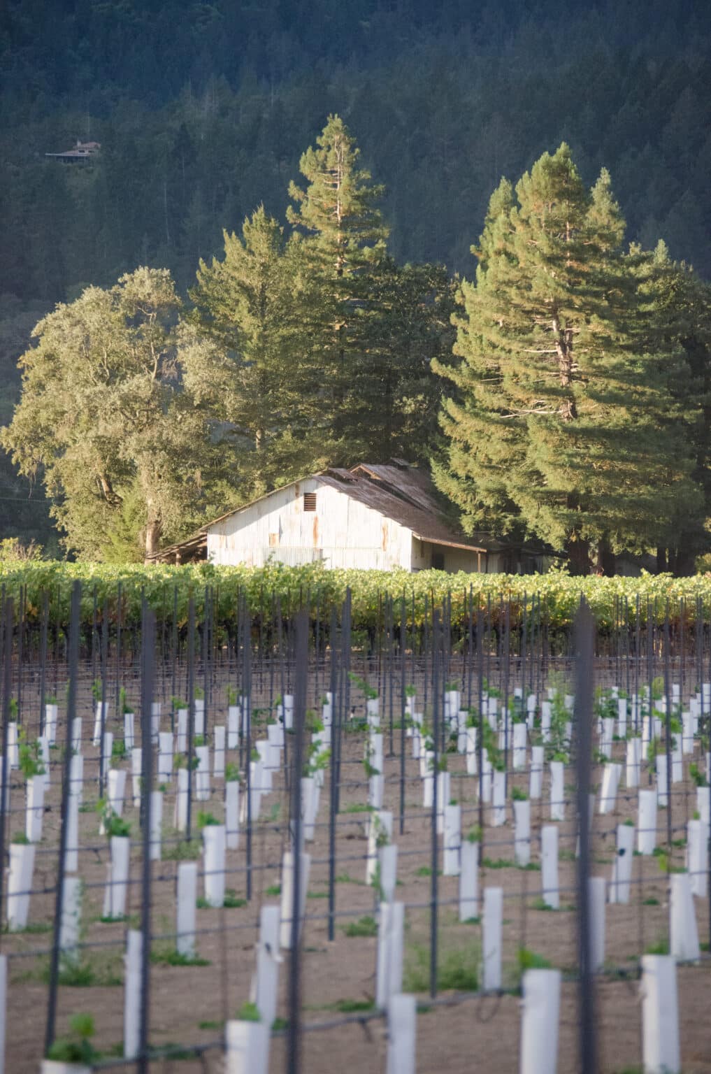 A Story of Passion, Purpose and Potential at Ballentine Winery ...